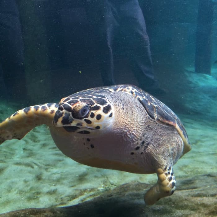 9 Things We Loved About The Columbus Zoo and Aquarium - Adventure Mom