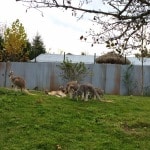 9 Things We Loved About The Columbus Zoo and Aquarium - Adventure Mom