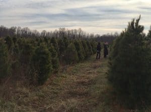 Tips for Selecting and Taking Care of a Real Christmas Tree