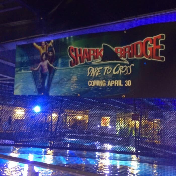 World’s first and only Shark Bridge at Newport Aquarium