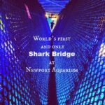 World’s first and only Shark Bridge at Newport Aquarium