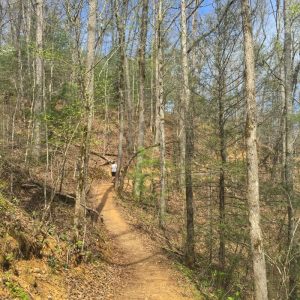 Amazing Adventures at Foxfire Mountain Adventure Park - Adventure Mom