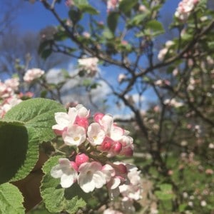 10 Reasons Why I Love to Walk in a Cemetery - Adventure Mom