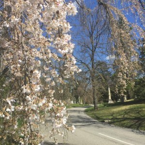 10 Reasons Why I Love to Walk in a Cemetery - Adventure Mom