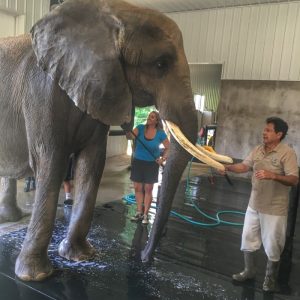 Unique Adventures with Animals in the Midwest - Adventure Mom