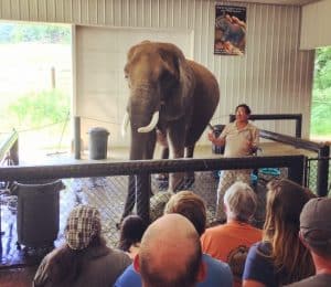 An Elephant Encounter That You Will Never Forget! - Adventure Mom