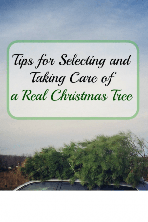Tips for Selecting and Taking Care of a Real Christmas Tree