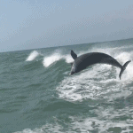 Fun Things to Do in Clearwater Florida - Adventure Mom