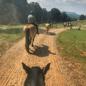 Fun Things For Families to Do at the Biltmore