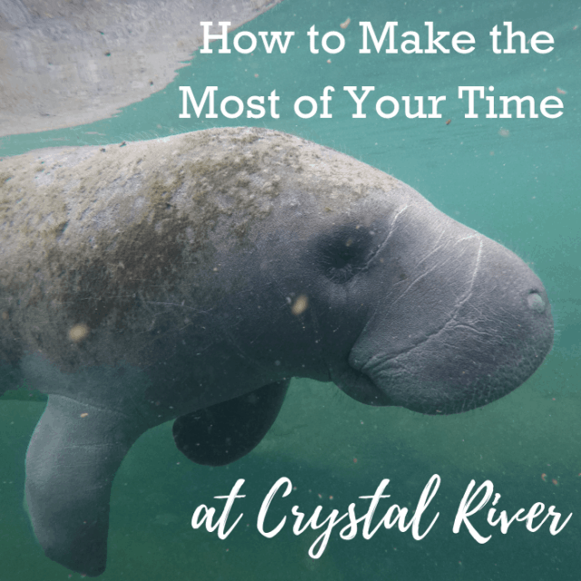 How to Make the Most of Your Time at Crystal River - Adventure Mom