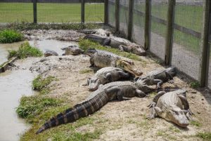 Fun Things to Do in Houma, Louisiana