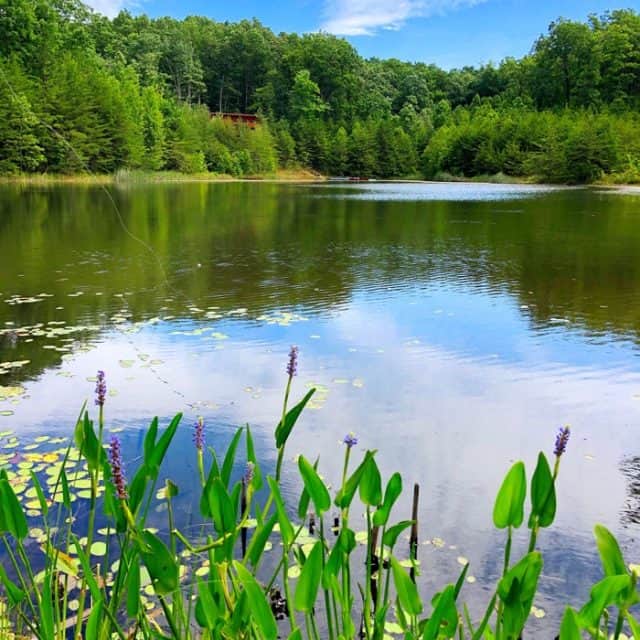 Plan your Red River Gorge Getaway at Cliffview Resort - Adventure Mom