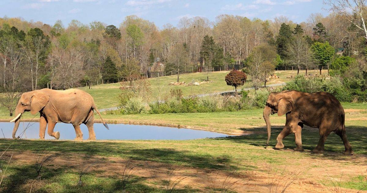 How to Make the Most of Your Visit to the North Carolina Zoo ...