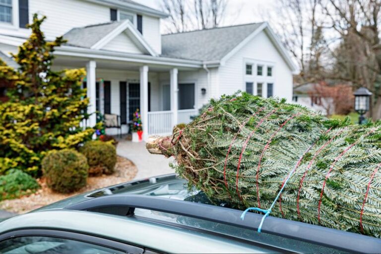 Tips for Selecting and Taking Care of a Real Christmas Tree