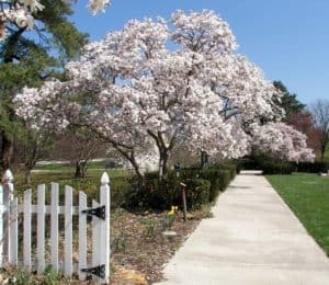 The Best Places to See Spring Flowers in Cincinnati