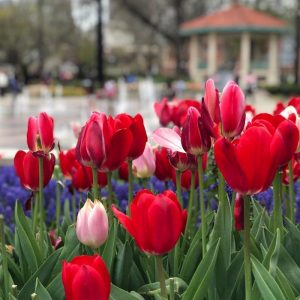 The Best Places to See Spring Flowers in Cincinnati