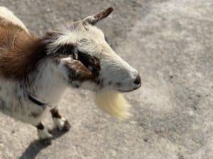 Explore Ararat Ridge Zoo and a Unique Playground at the Ark Encounter ...