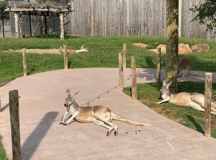 Explore Ararat Ridge Zoo and a Unique Playground at the Ark Encounter ...