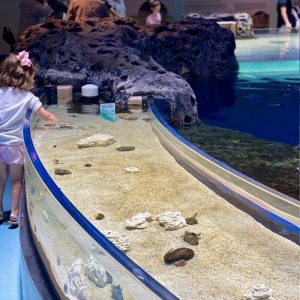 Reasons to Visit the Mississippi Aquarium in Gulfport, MS - Adventure Mom