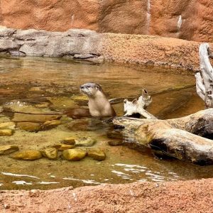 Reasons to Visit the Mississippi Aquarium in Gulfport, MS - Adventure Mom