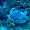 Reasons to Visit the Mississippi Aquarium in Gulfport, MS - Adventure Mom