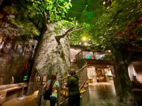 Top Things to Do in Decatur, Alabama