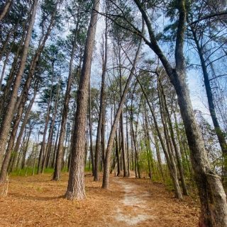 Top Things to Do in Decatur, Alabama