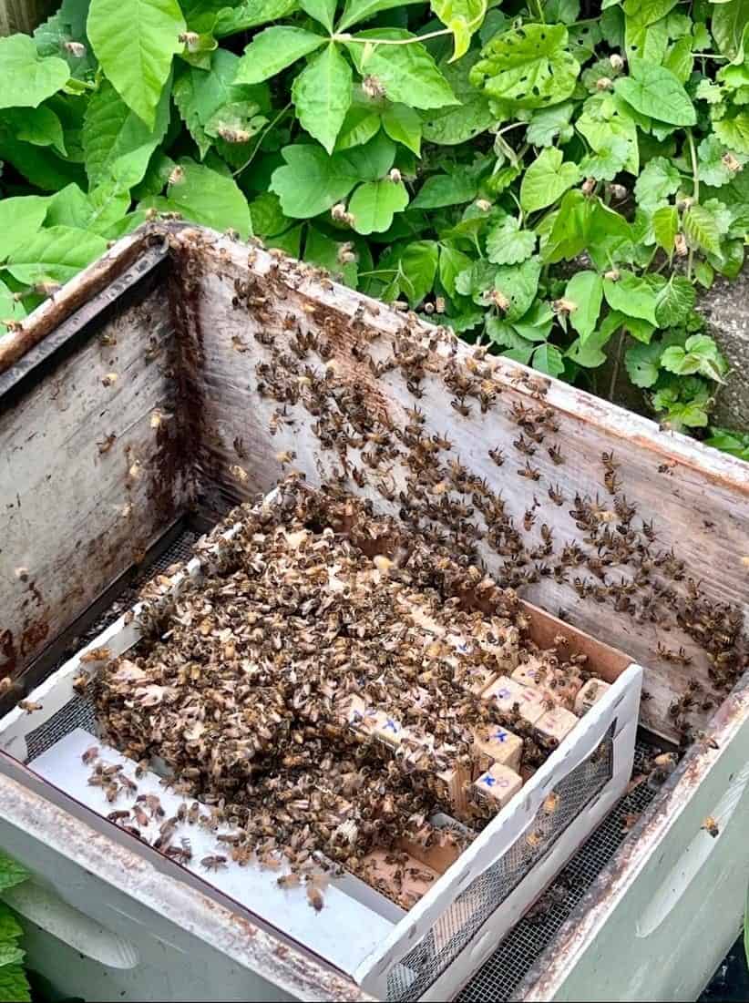 Hidden Gems and Unique Things to Do in Shepherdstown, WV