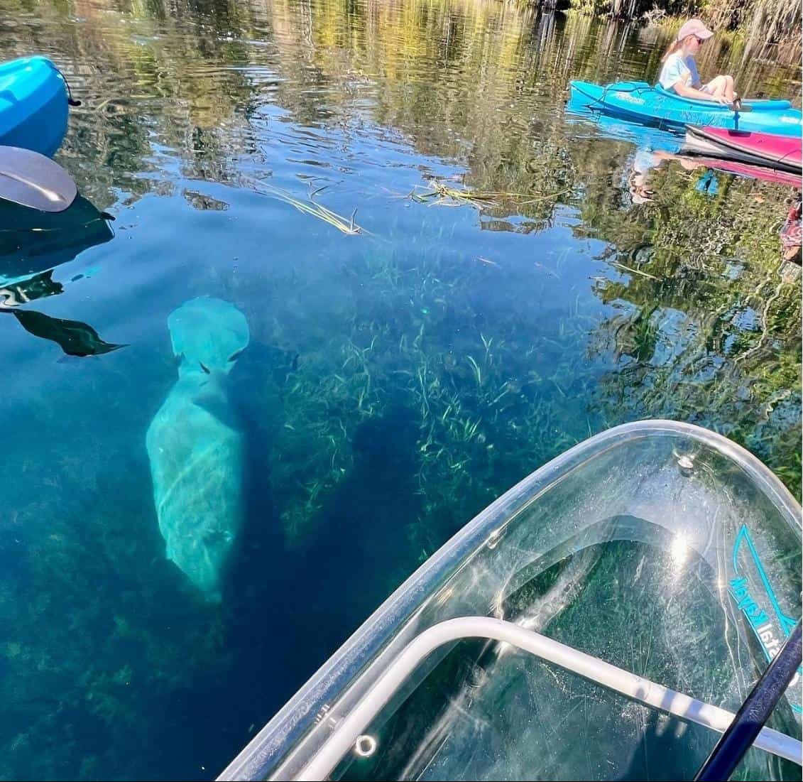 Awesome Things to Do in Silver Springs, Florida