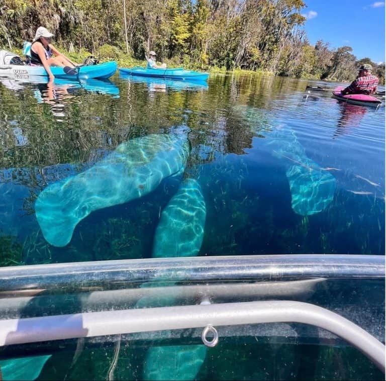 Awesome Things to Do in Silver Springs, Florida