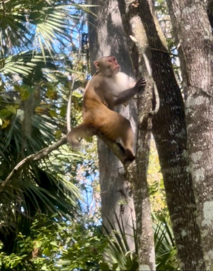 Awesome Things to Do in Silver Springs, Florida