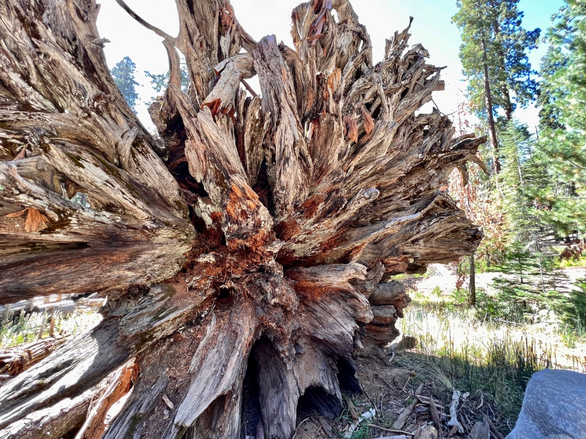 Guide for Visiting Mariposa Grove of Giant Sequoias in Yosemite ...