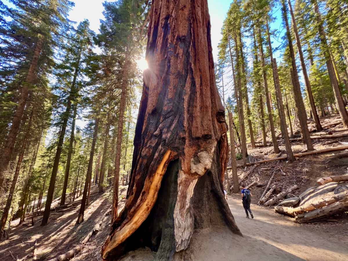 Top Things to Do Near Bass Lake California