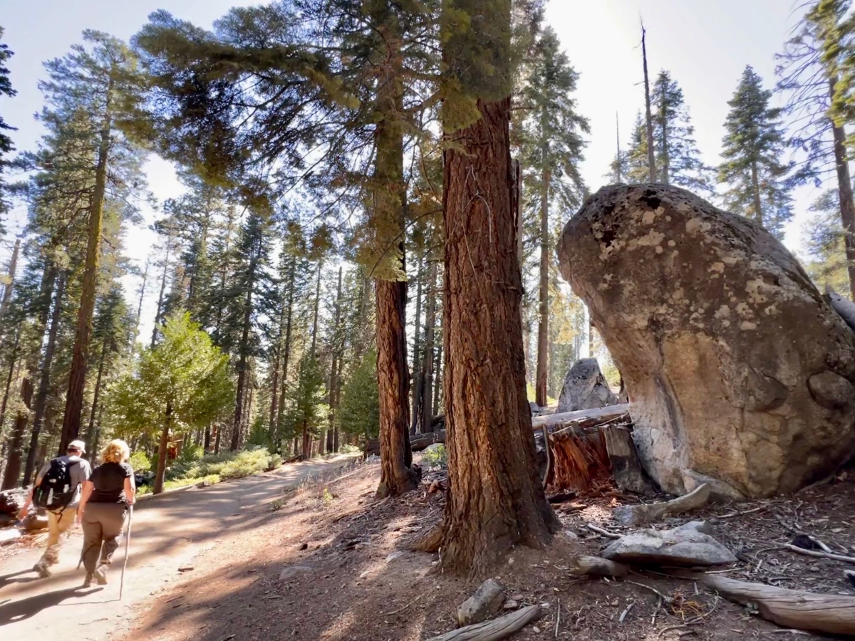Guide for Visiting Mariposa Grove of Giant Sequoias in Yosemite ...