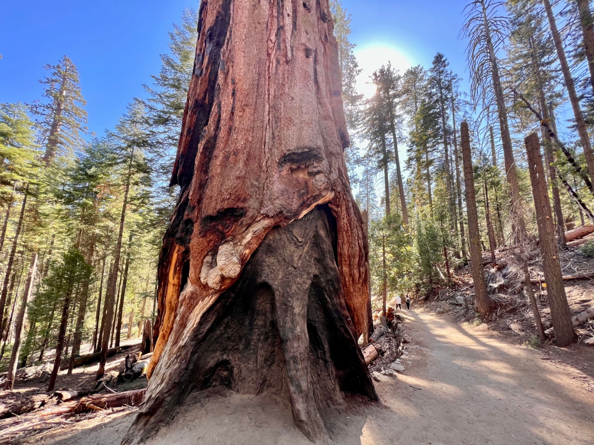 Guide for Visiting Mariposa Grove of Giant Sequoias in Yosemite ...
