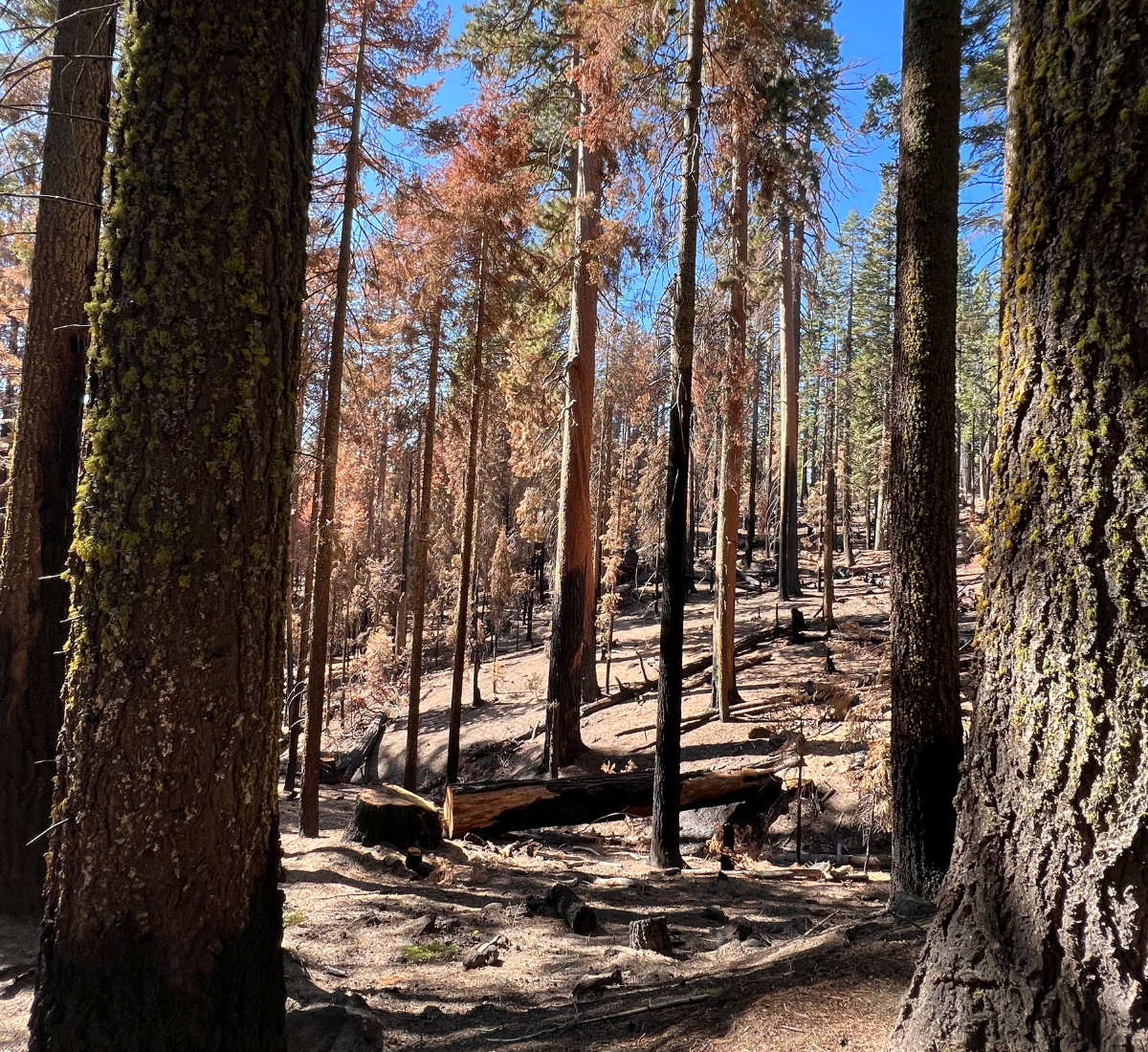 Guide for Visiting Mariposa Grove of Giant Sequoias in Yosemite ...
