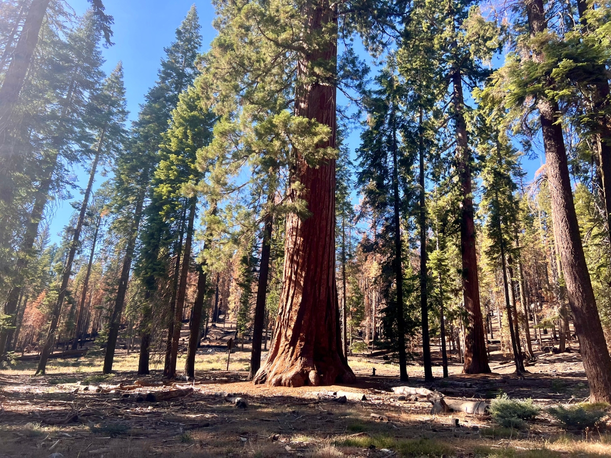 Guide for Visiting Mariposa Grove of Giant Sequoias in Yosemite ...