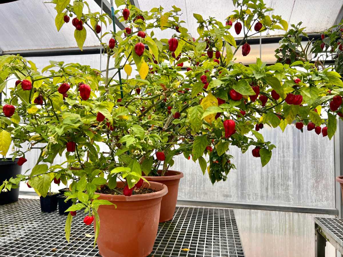 Why I Loved the Tabasco Factory Tour on Avery Island in LA