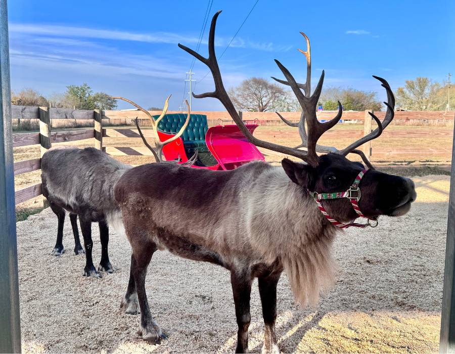 Reindeer Encounters at The Reindeer Farm in Bowling Green,KY