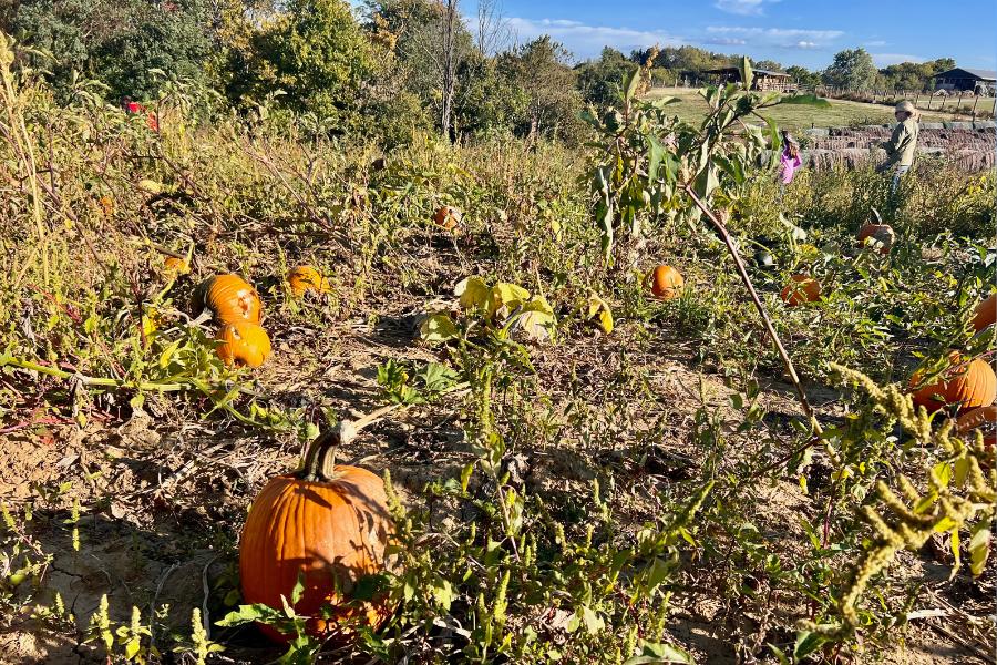 Country Pumpkins - A Fun Fall Adventure in Dry Ridge, KY