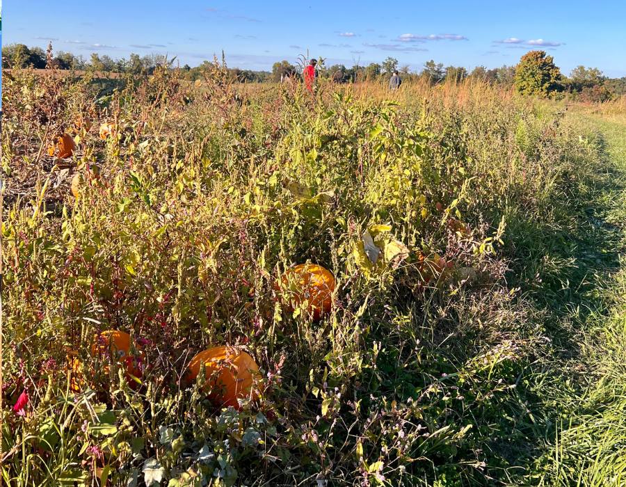 Country Pumpkins - A Fun Fall Adventure in Dry Ridge, KY