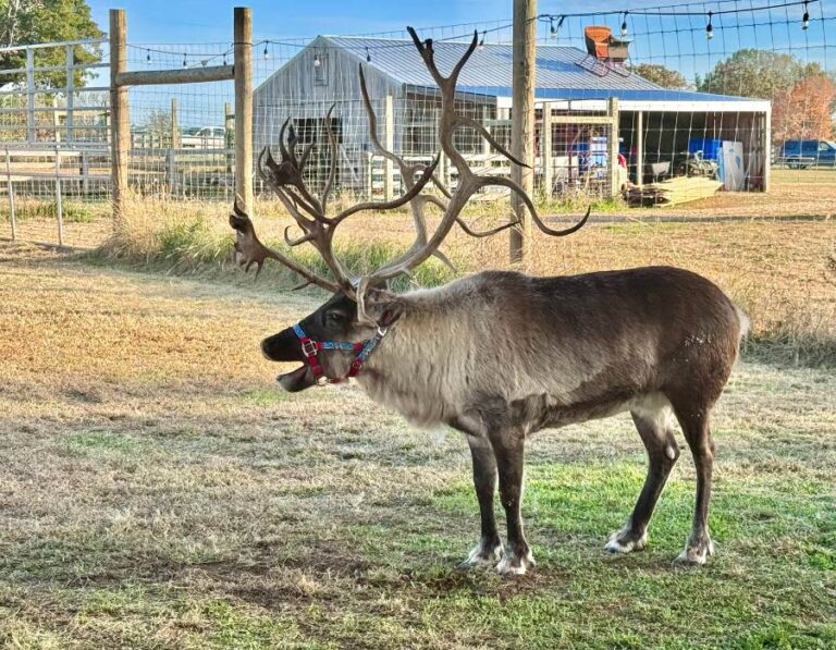 Reindeer Encounters at The Reindeer Farm in Bowling Green,KY