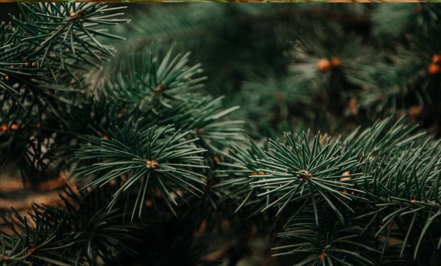 Tips for Selecting and Taking Care of a Real Christmas Tree