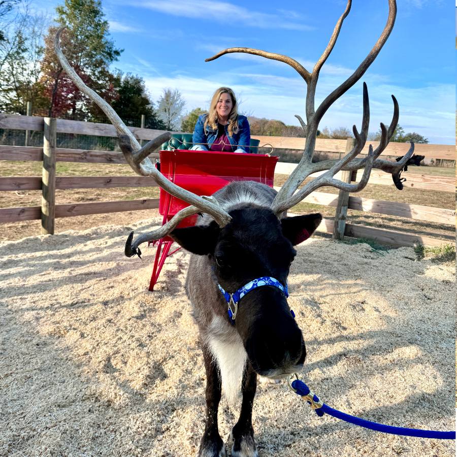Reindeer Encounters at The Reindeer Farm in Bowling Green,KY