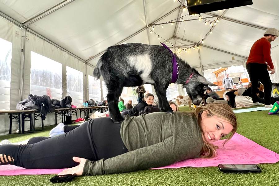 What is Goat Yoga? What to Expect and Tips Before You Try It