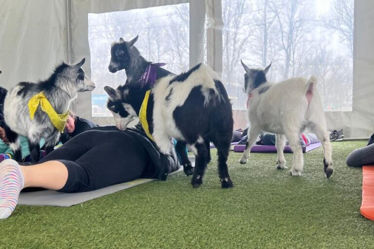 What is Goat Yoga? What to Expect and Tips Before You Try It