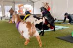 What is Goat Yoga? What to Expect and Tips Before You Try It