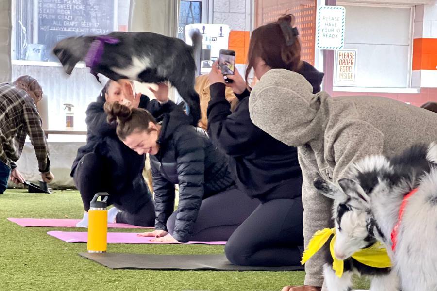 What is Goat Yoga? What to Expect and Tips Before You Try It