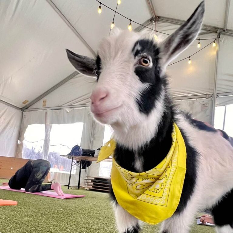 What is Goat Yoga? What to Expect and Tips Before You Try It