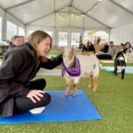 What is Goat Yoga? What to Expect and Tips Before You Try It